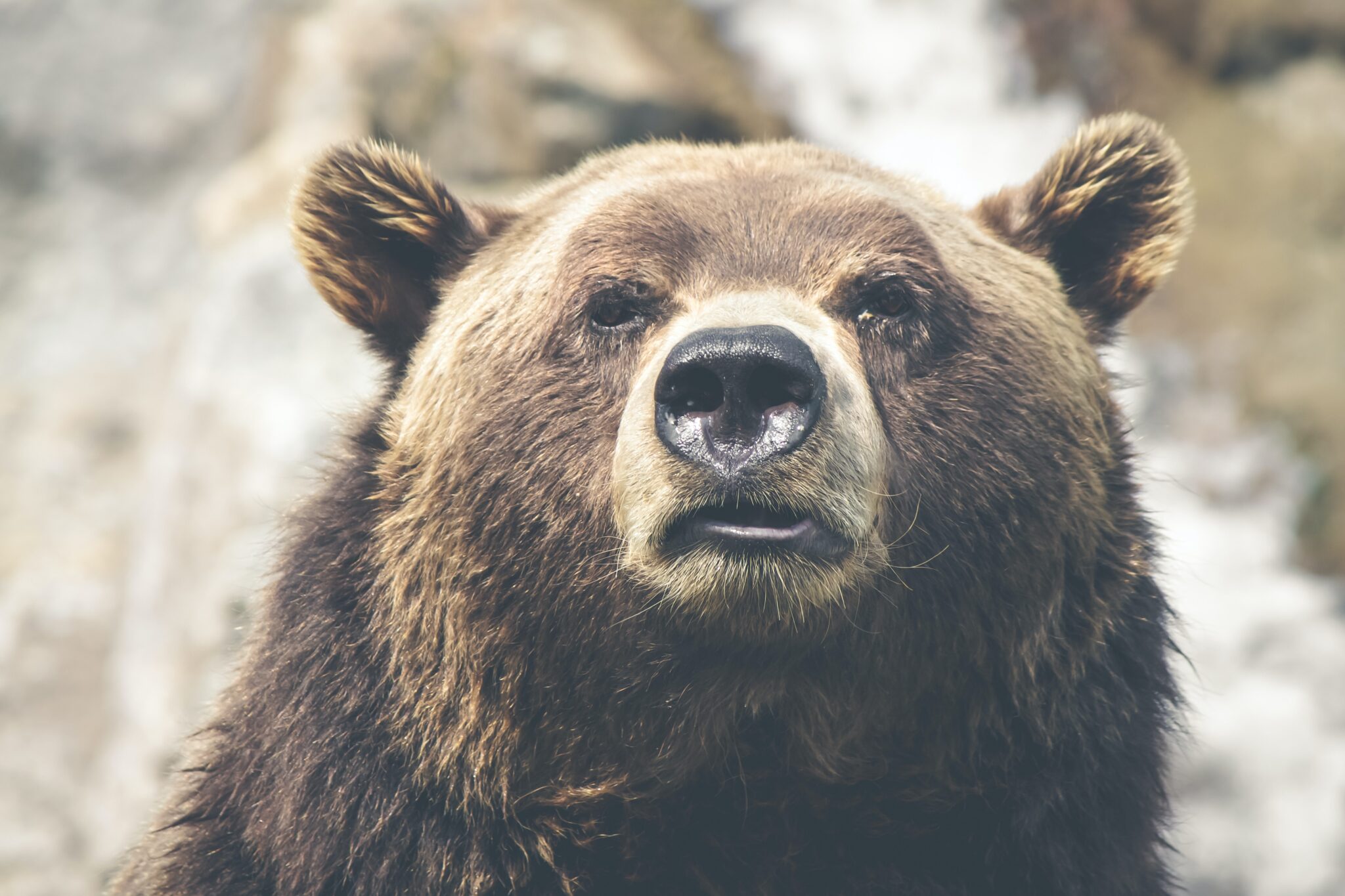 Surviving Animal Attacks: What You Need To Know - survival